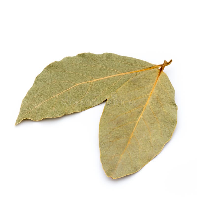 Aromatic Bay Leaves on White Background. Stock Photo - Image of ...