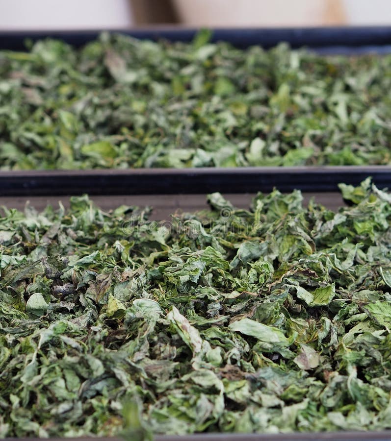 Aromatic Dried Mint, Dried Mint, Natural Mint Stock Photo - Image of ...