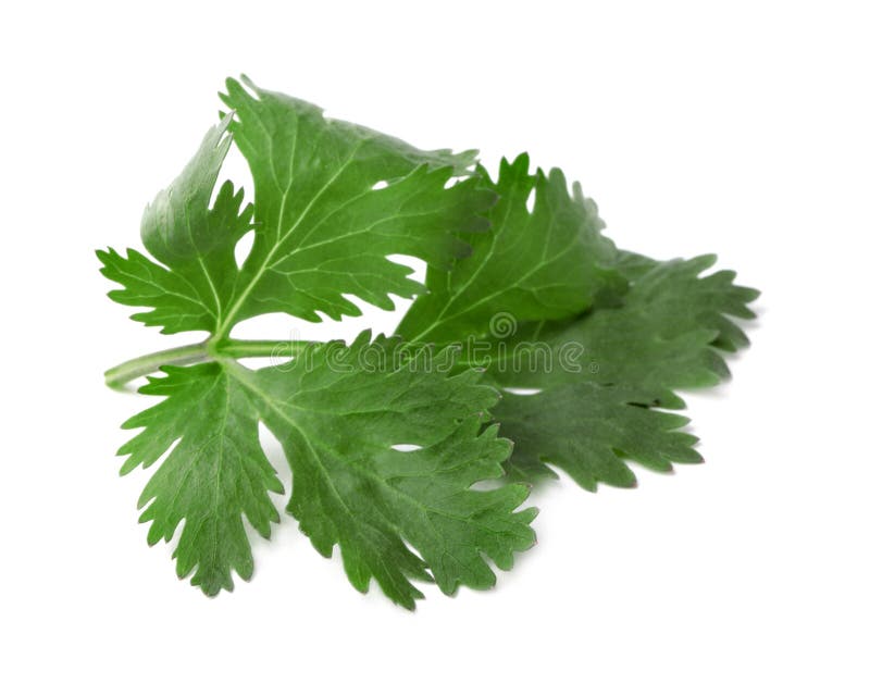 Aromatic Fresh Green Cilantro Isolated on White Stock Image - Image of ...