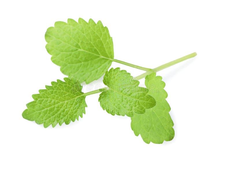 Aromatic Fresh Lemon Balm on White Background Stock Photo - Image of ...