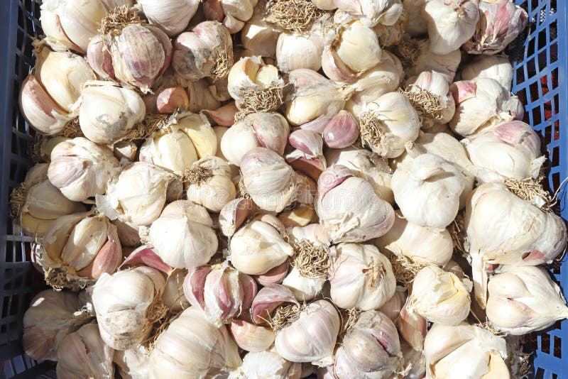 Aromatic Garlic Bulbs and Cloves Stock Image - Image of purple, healthy ...