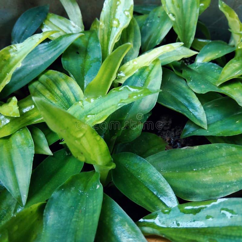 Aromatic Ginger Leaves Soaked in Morning Dew Stock Photo - Image of ...