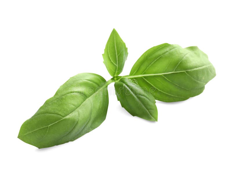 Aromatic Green Basil Sprig Isolated on White. Fresh Herb Stock Image ...