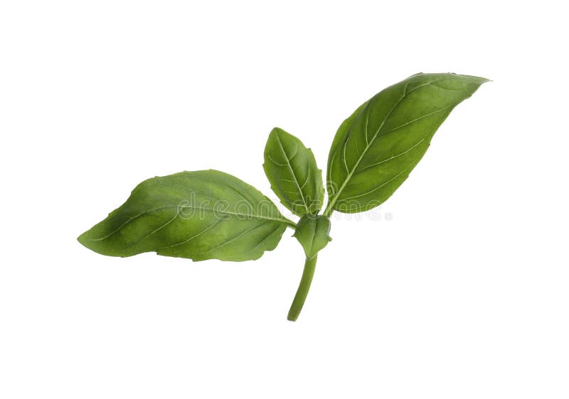 Aromatic Green Basil Sprig Isolated on White. Fresh Herb Stock Image ...