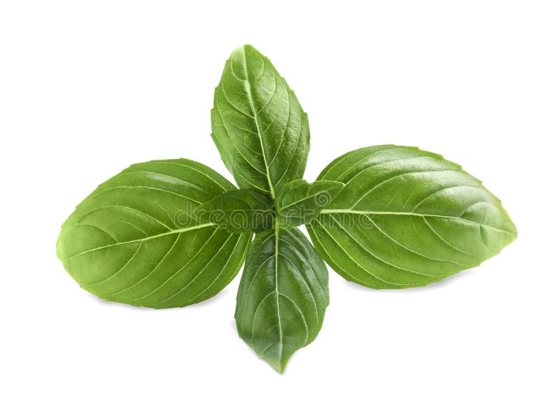 Aromatic Green Basil Sprig Isolated on White. Fresh Herb Stock Image ...