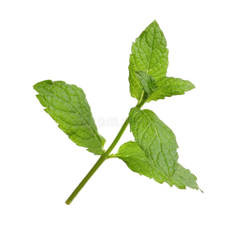 Aromatic Green Mint Sprig Isolated on White. Fresh Herb Stock Image ...