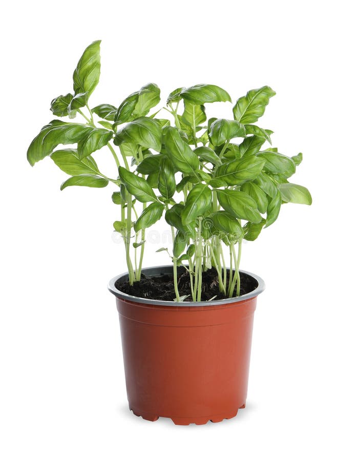 Aromatic Green Potted Basil Isolated on White Stock Photo - Image of ...