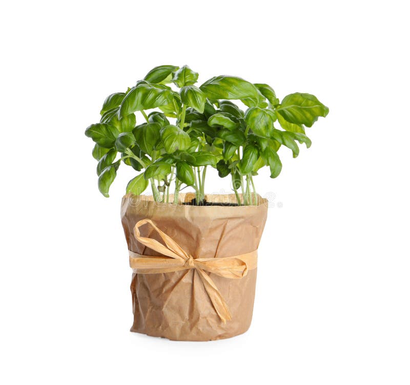 Aromatic Green Potted Basil Isolated on White Stock Image - Image of ...