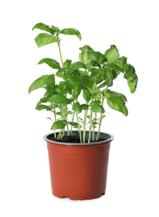 Aromatic Green Potted Basil Isolated on White Stock Photo - Image of ...