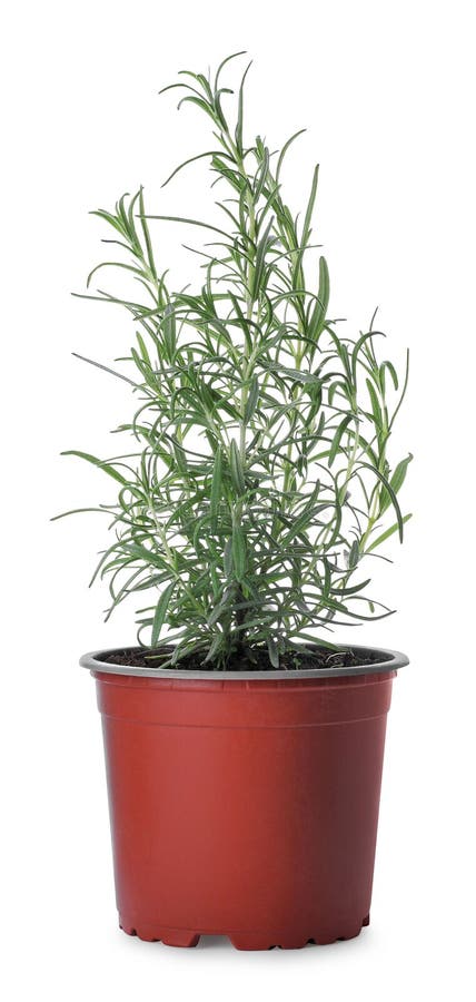 Aromatic Green Potted Rosemary on White Background Stock Photo - Image ...