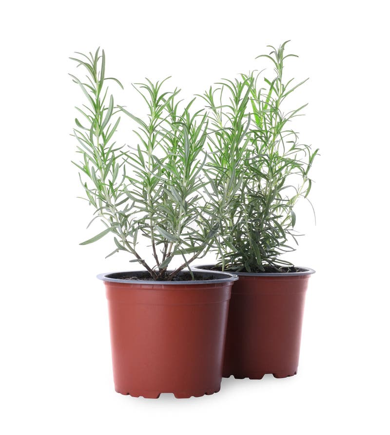 Aromatic Green Potted Rosemary on White Background Stock Photo - Image ...
