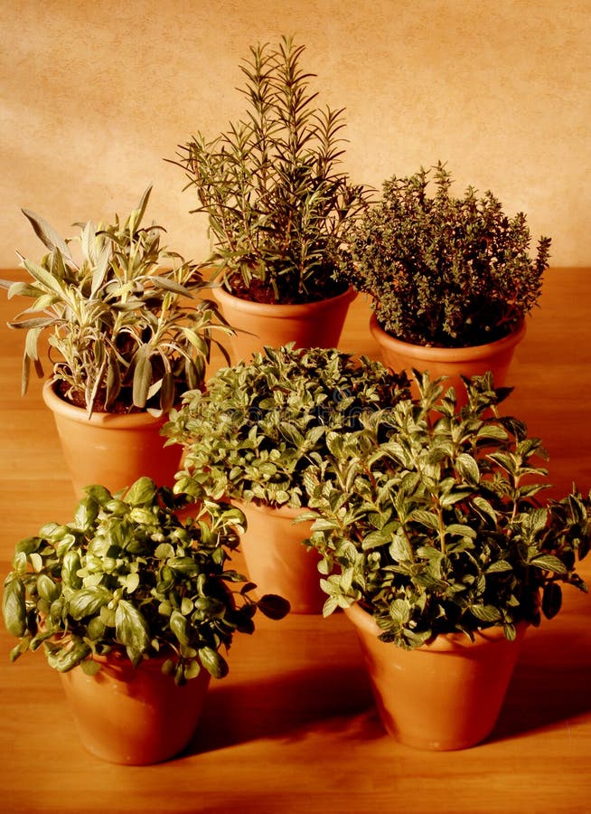 Aromatic herbs stock photo. Image of flavor, romary, timo - 2541756