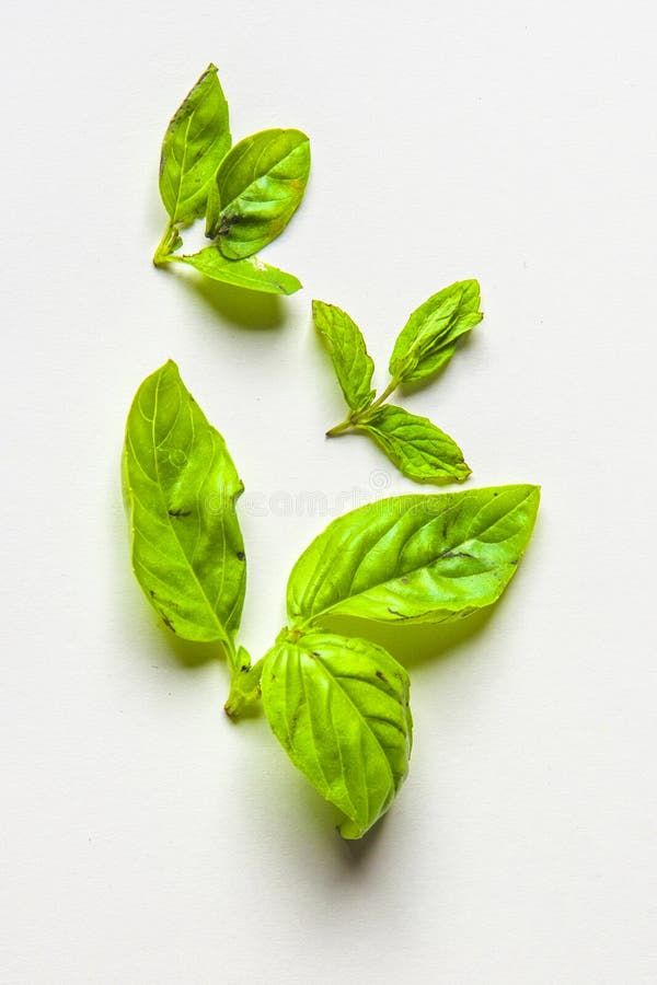 Aromatic herbs - basil stock photo. Image of agriculture - 179297990