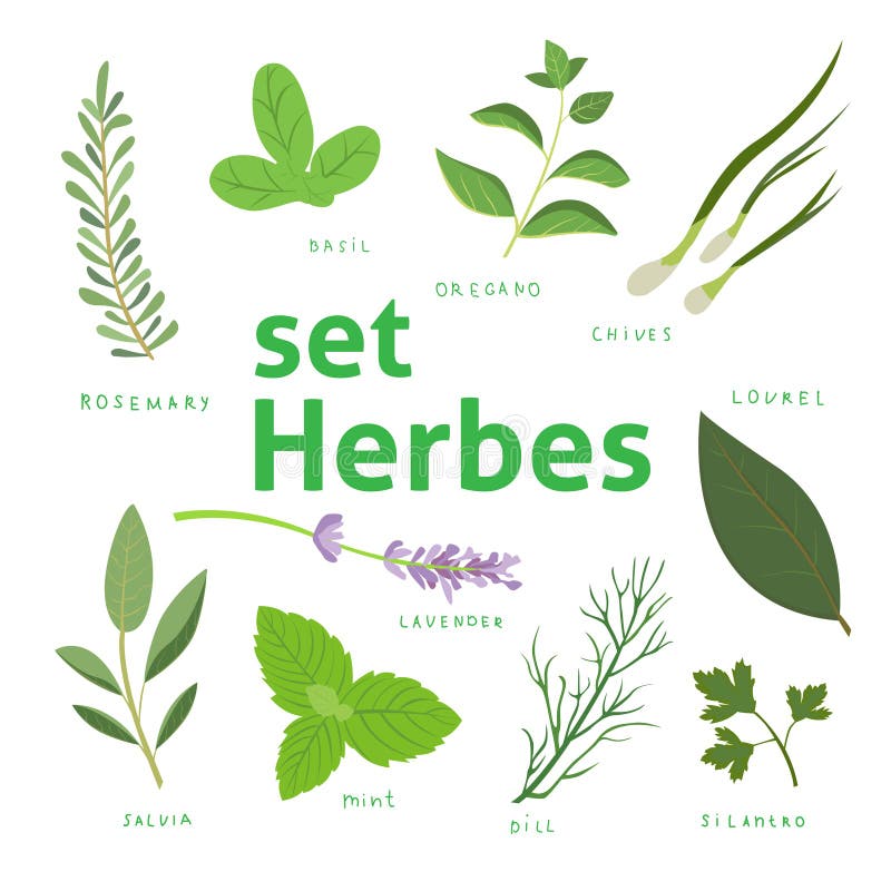 Aromatic Herbs Set. Fresh Herbs and Spices Set. Vector Illustration ...