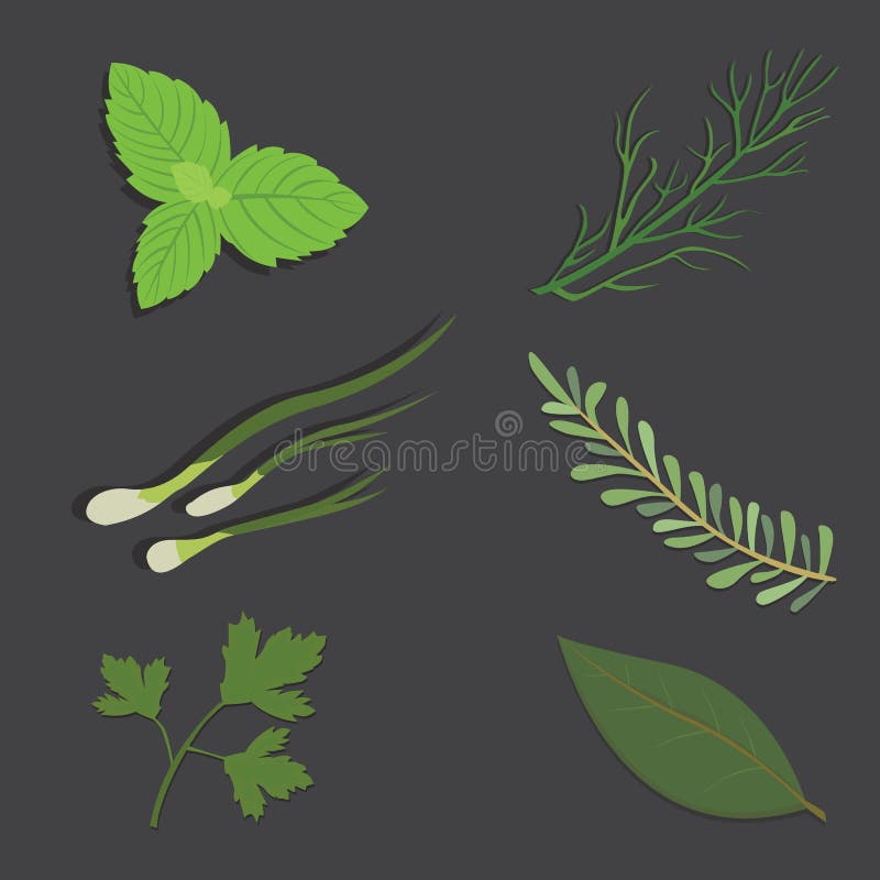 Aromatic Herbs Set. Fresh Herbs and Spices Set. Vector Illustration ...