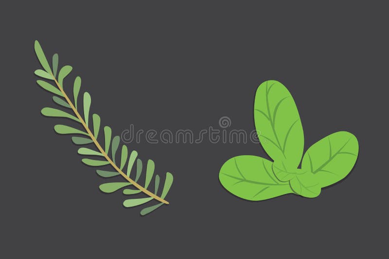 Aromatic Herbs Set. Fresh Herbs and Spices Set. Vector Illustration ...