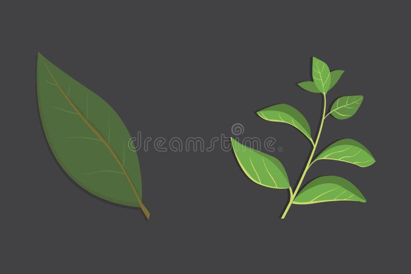 Aromatic Herbs Set. Fresh Herbs and Spices Set. Vector Illustration ...