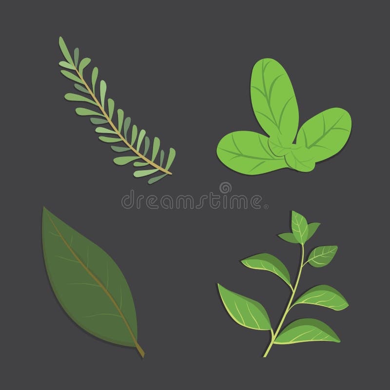 Aromatic Herbs Set. Fresh Herbs and Spices Set. Vector Illustration ...