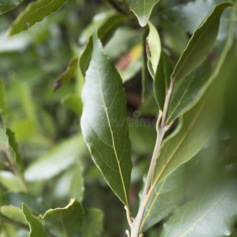 Aromatic Leaves of Laurus Nobilis on a Tree Stock Image - Image of ...