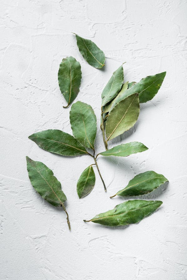 Aromatic Organic Bay Leaves, on White Stone Background Stock Image ...