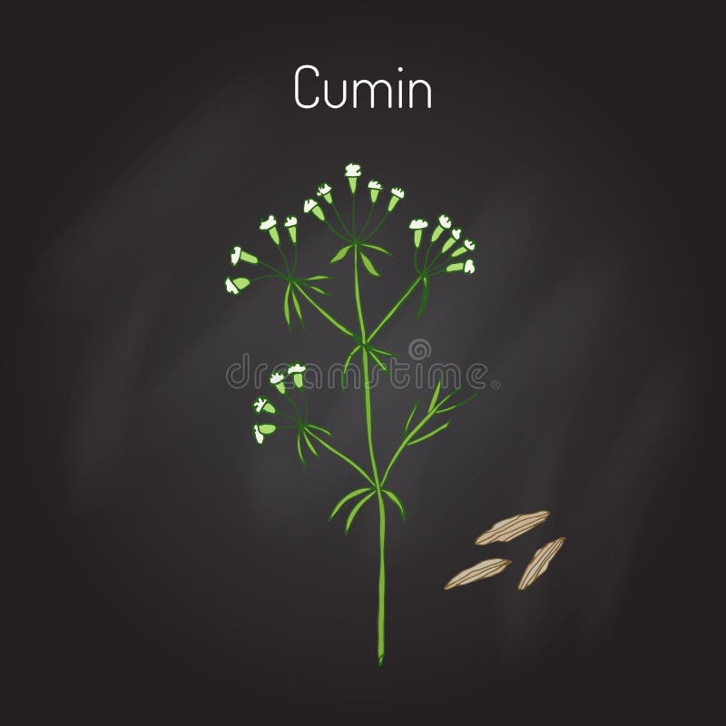 Cumin, Essential Oil Label, Aromatic Plant Stock Vector - Illustration ...