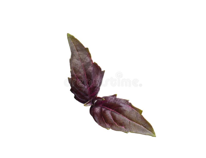 Aromatic Red Basil Sprig Isolated on White. Fresh Herb Stock Image ...