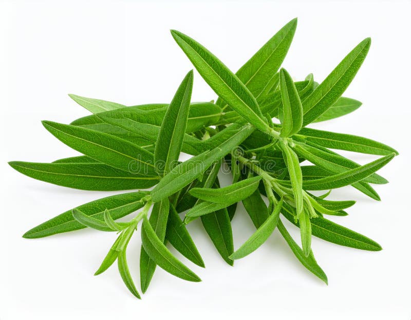 Aromatic Tarragon Sprigs Showcase Their Verdant Leaves on a Clean ...