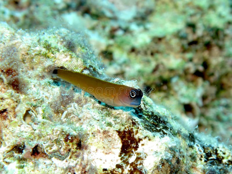 Colorful blenny fish stock image. Image of fish, colorful - 11552131