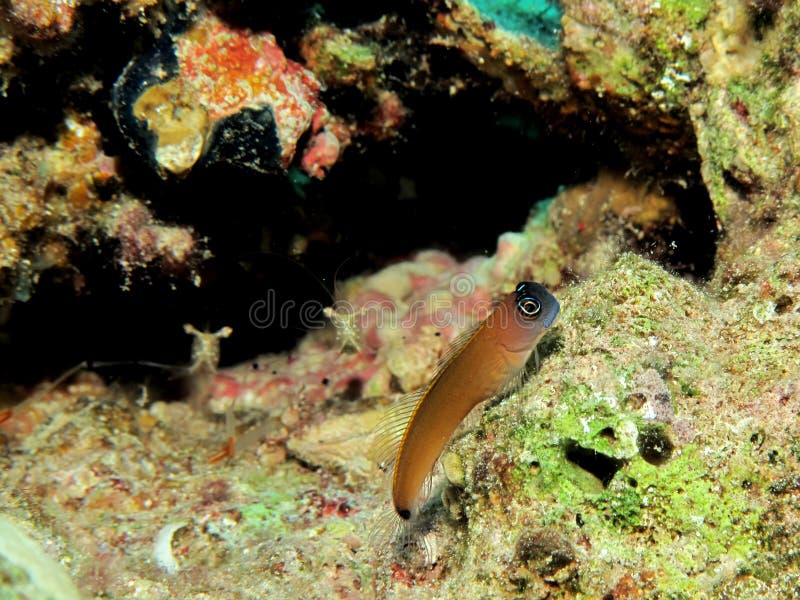 Colorful blenny fish stock image. Image of fish, colorful - 11552131