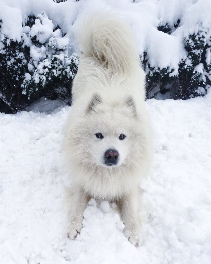 Aron stock photo. Image of love, samoyed, aron, cute - 79060282