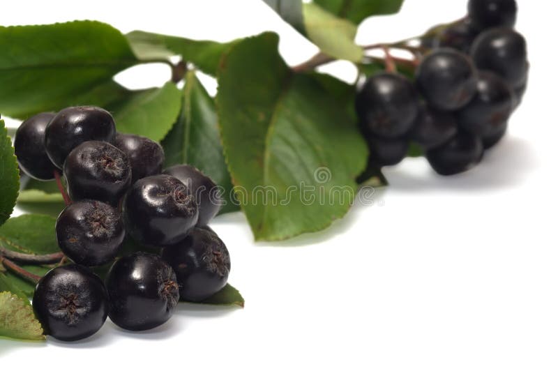 Aronia. stock photo. Image of health, fruit, aronia, harvest - 16166532