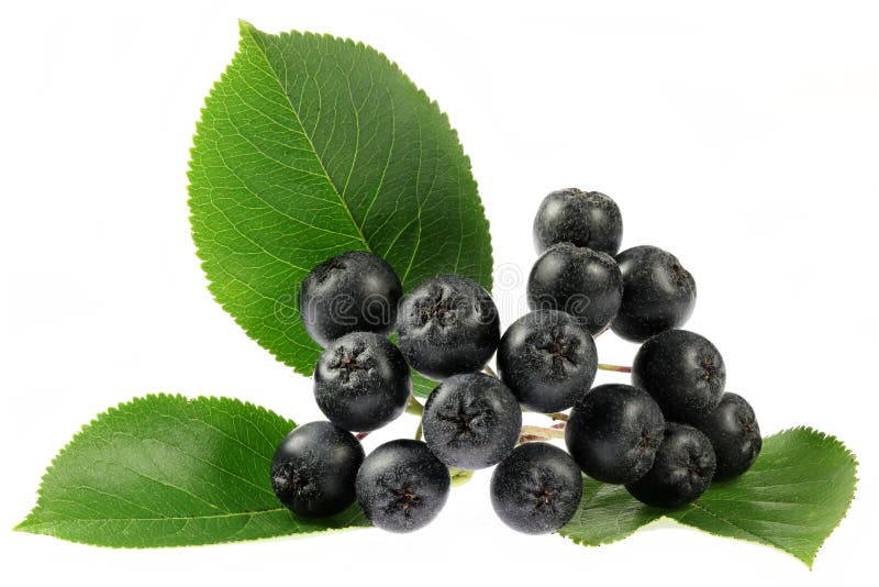 Aronia berries stock image. Image of background, berry - 253574903