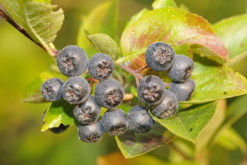 Aronia berries stock image. Image of berry, juicy, bush - 57953281
