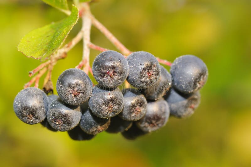 Aronia berries stock photo. Image of eating, chokeberries - 57955188