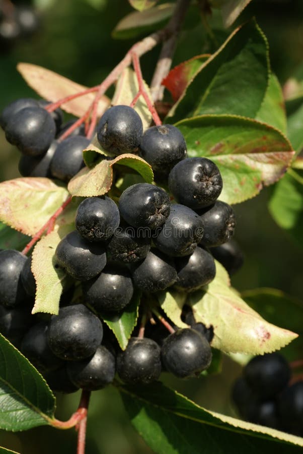 Aronia stock image. Image of fresh, plant, food, leaf - 35305669
