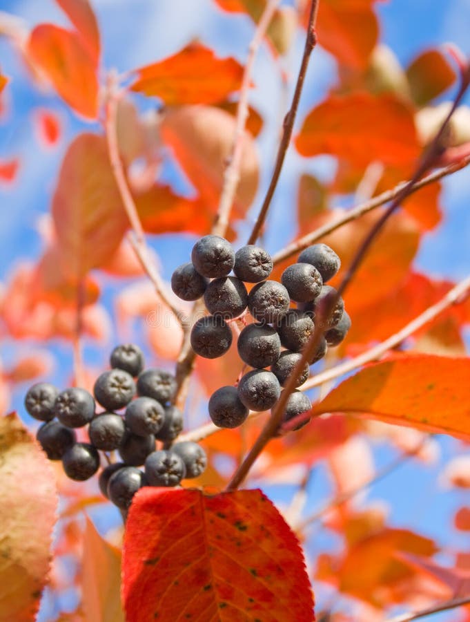 Aronia melanocarpa stock photo. Image of macro, windberry - 16532068