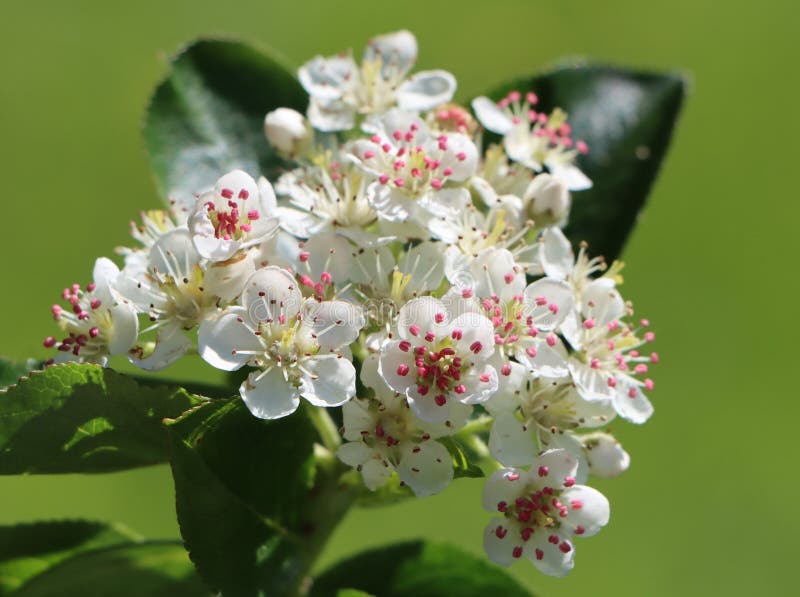 Aronia Melanocarpa (black Chokeberry) Stock Photo - Image of flowering ...