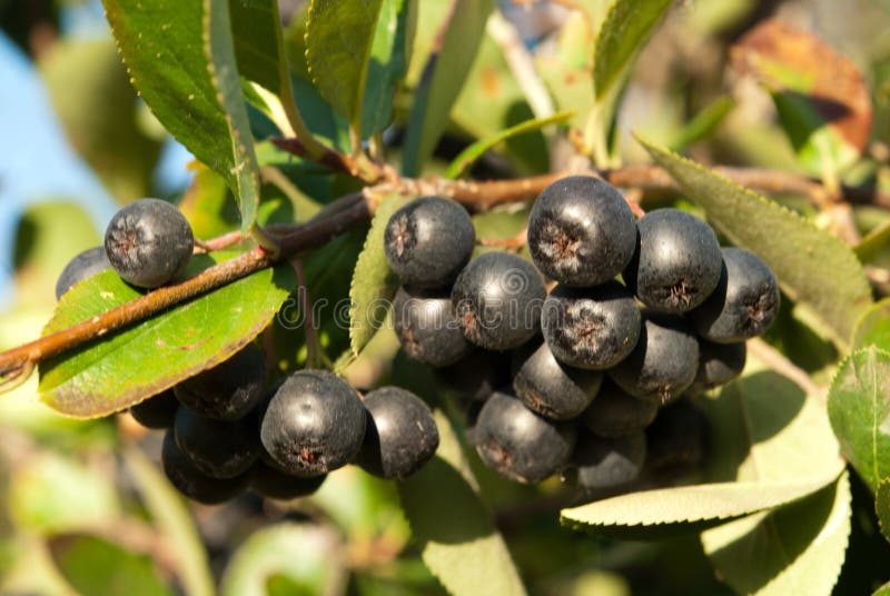 Aronia shrub stock photo. Image of fruit, chokeberries - 26429386