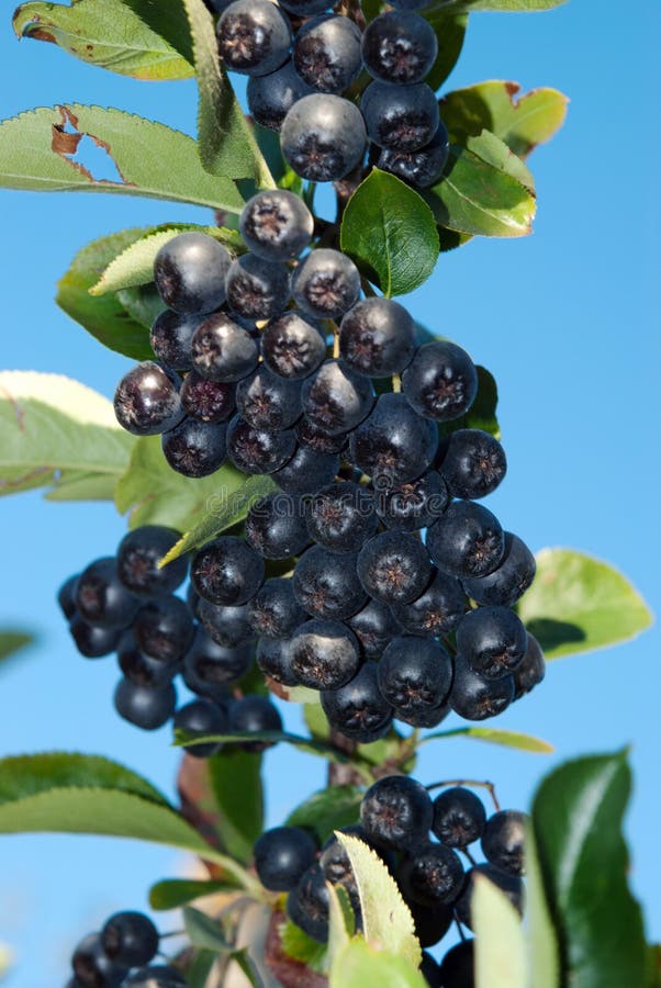 Aronia shrub stock photo. Image of fruit, chokeberries - 26429386