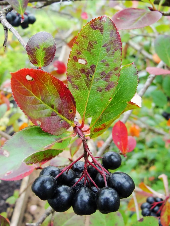 Arbuste d'Aronia image stock. Image du bleu, verdure - 15585171