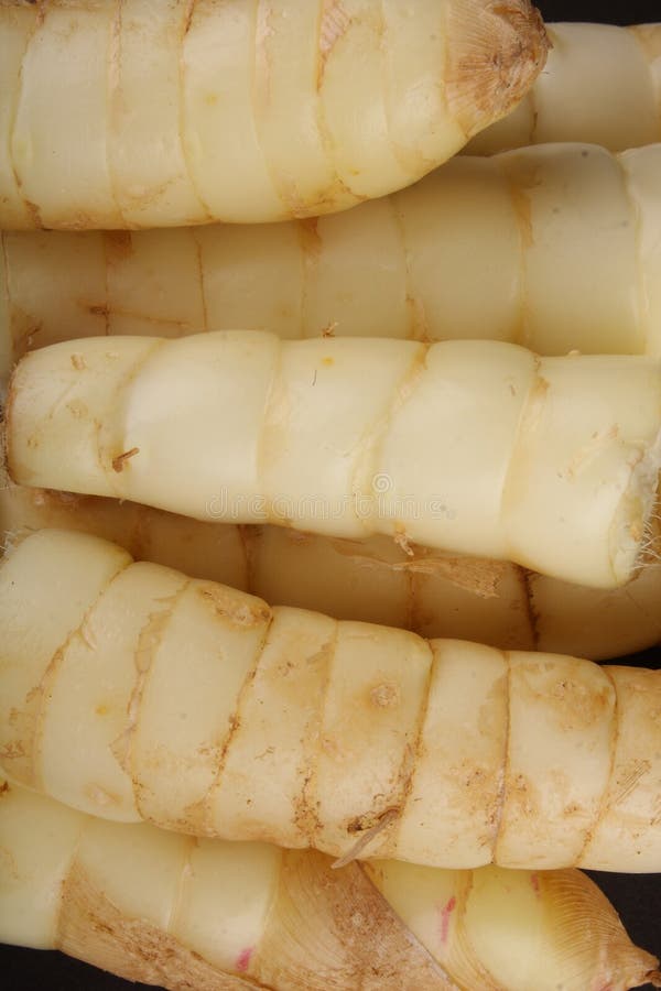 Aroowroot stock photo. Image of nature, production, market - 50840898