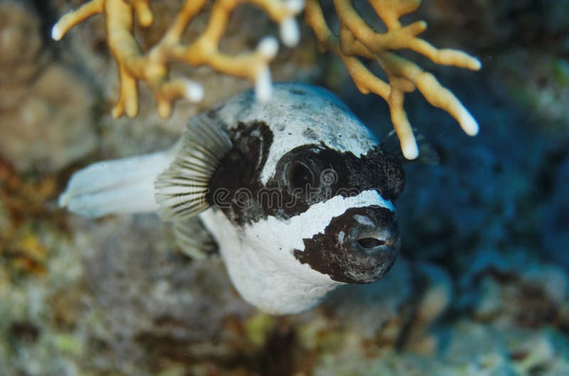 Arothron Diadematus - Masked Puffer Fish - Red Sea Stock Image - Image ...