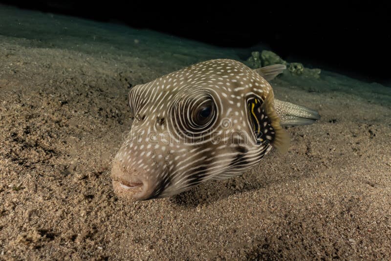 Arothron Fish in the Red Sea Stock Photo - Image of travel, puffer ...