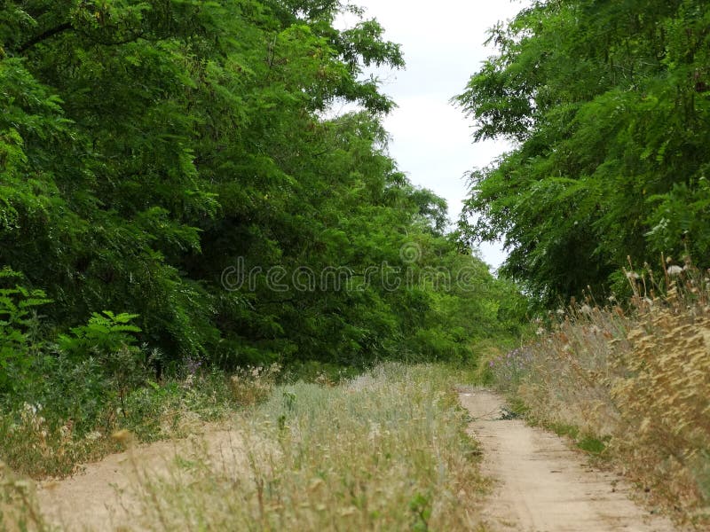 Road in the forest. stock image. Image of fresh, road - 105170403