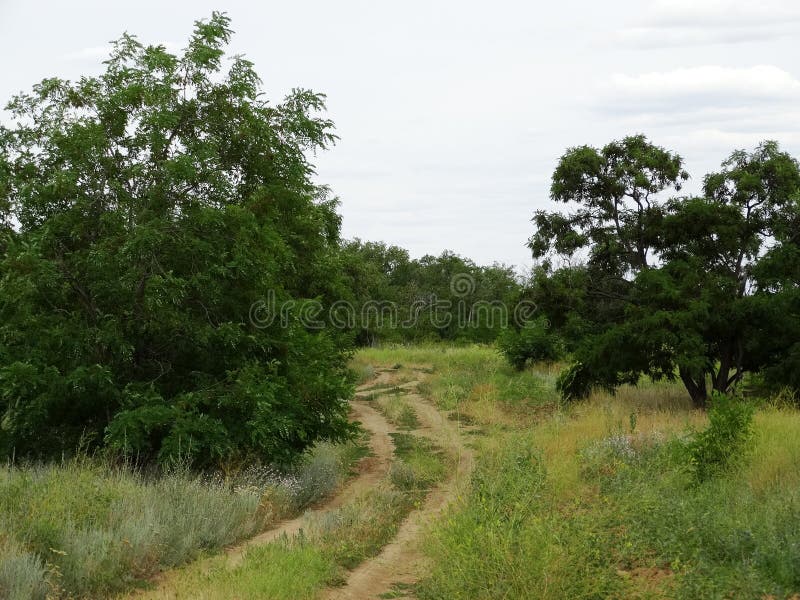 Road in the forest. stock image. Image of wild, wildflowers - 105170453