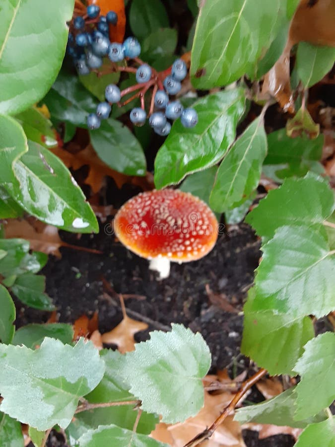 Around the Corner Comes Fall Stock Photo - Image of food, autumn: 234657406