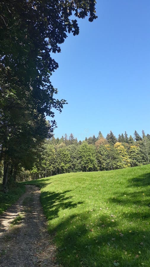 Around the meadow stock image. Image of forest, tree - 114922945