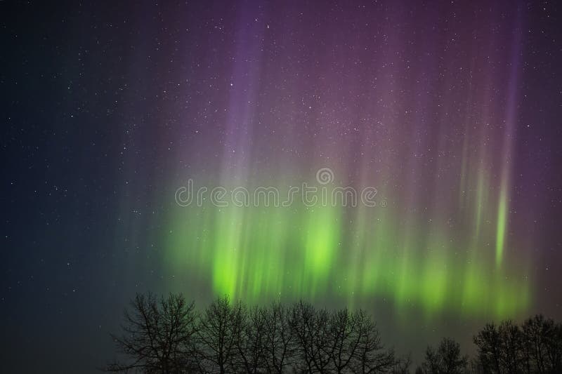 Aroura Borealis Aganist the Treeline Alberta Canada Editorial Image ...