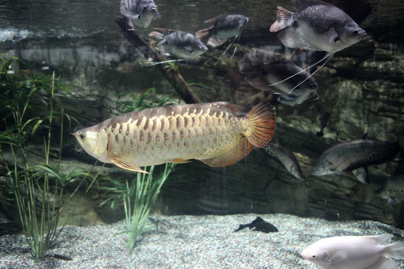 Poissons d'Arowana d'or photo stock. Image du jaune, nature - 25622752