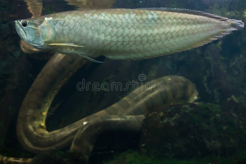 Arowana D'argento (osteoglossum Bicirrhosum) Immagine Stock - Immagine ...